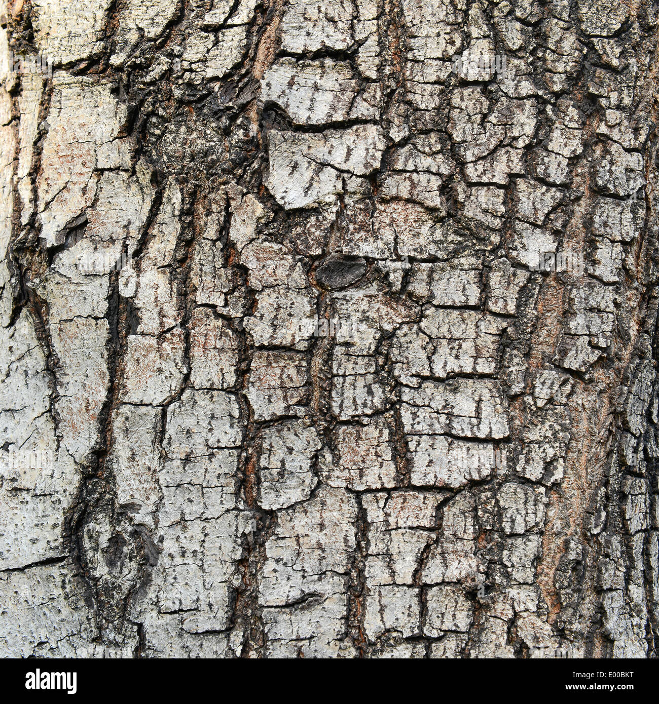 Close up texture of fracture on the tree bark Stock Photo - Alamy
