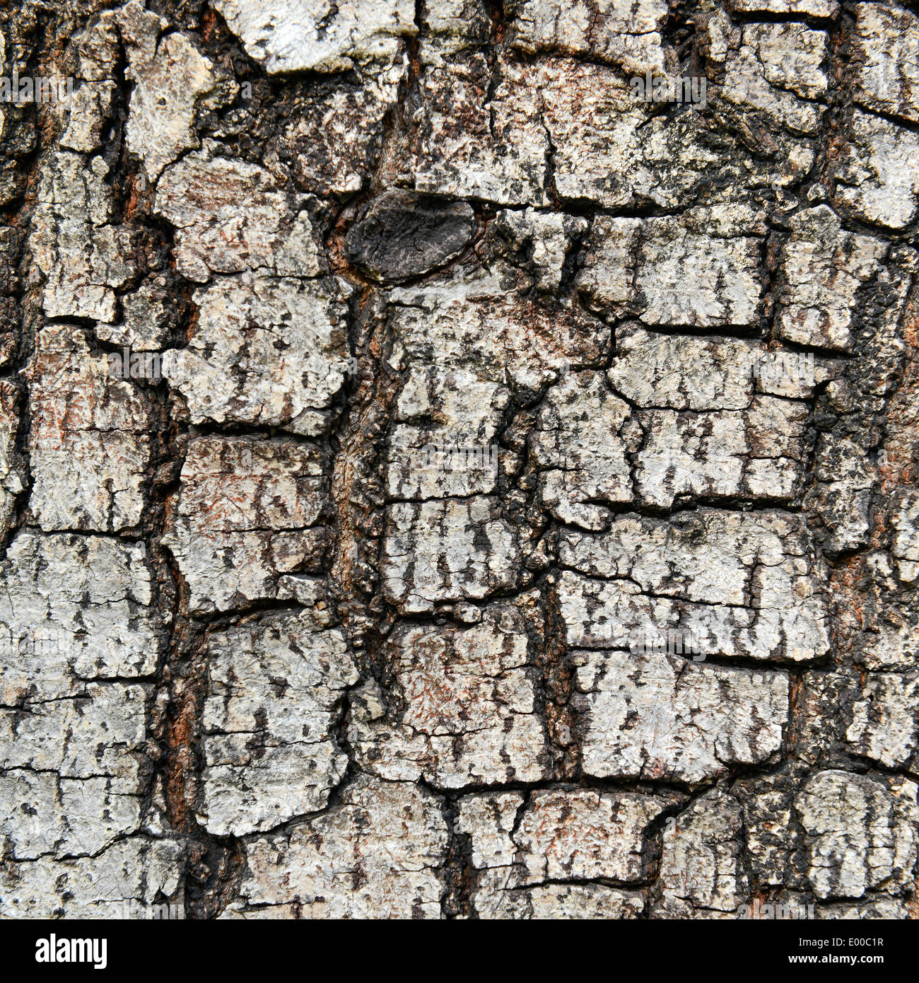 Close up texture of fracture on the tree bark Stock Photo - Alamy