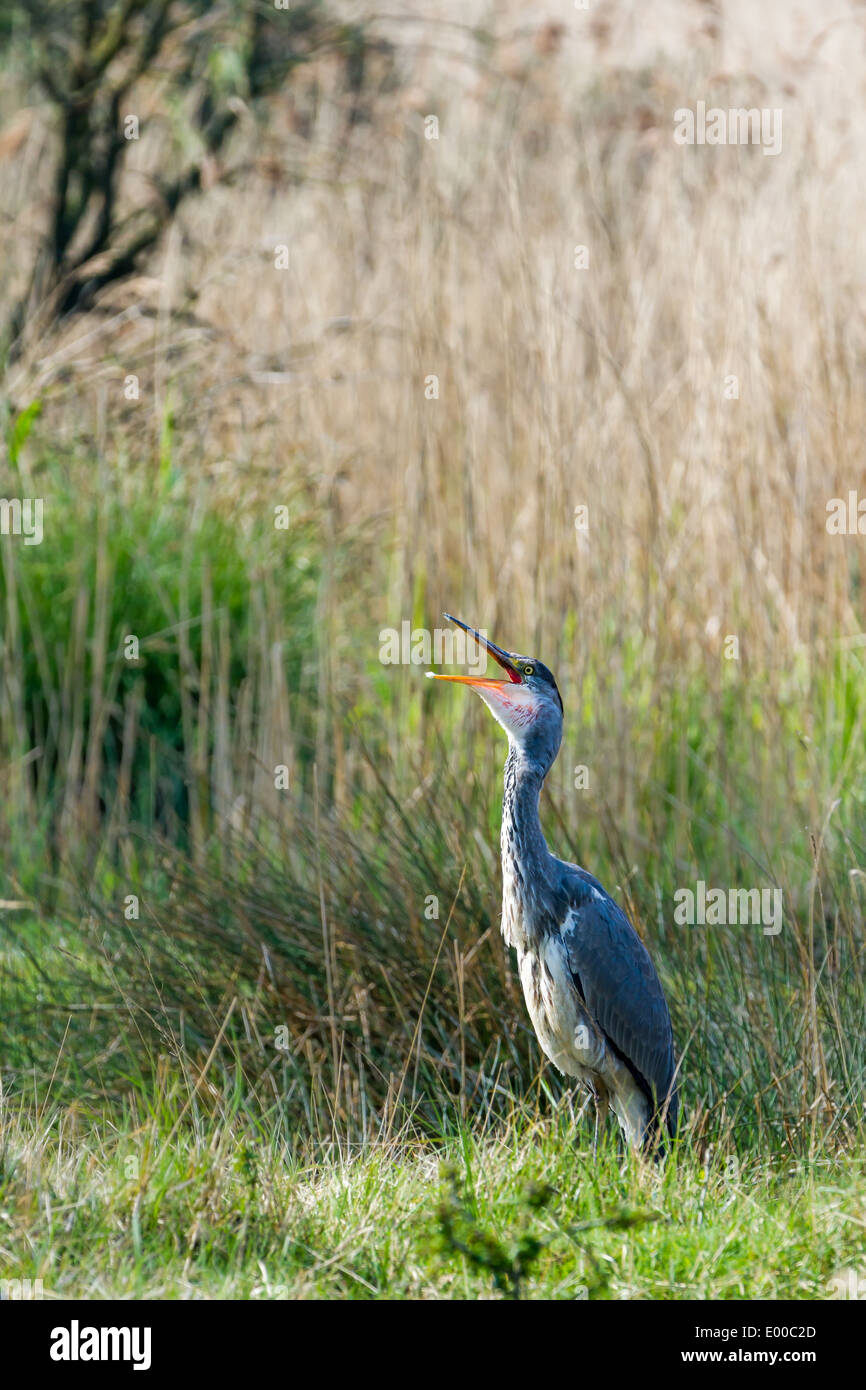 Herons egrets and bitterns hi-res stock photography and images - Alamy