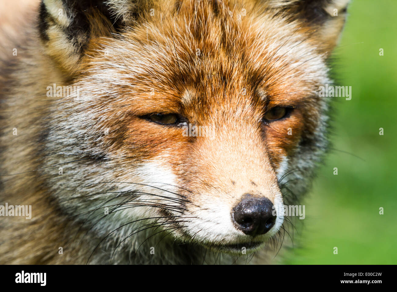 a close up of a fox head with nature background Stock Photo - Alamy