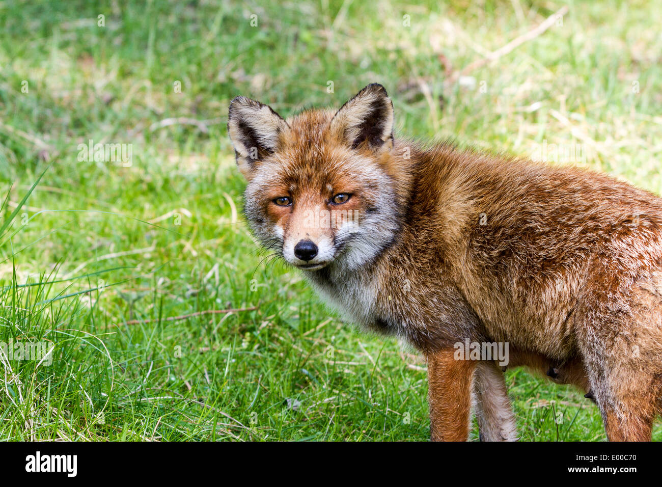 a close up of a fox head with nature background Stock Photo - Alamy