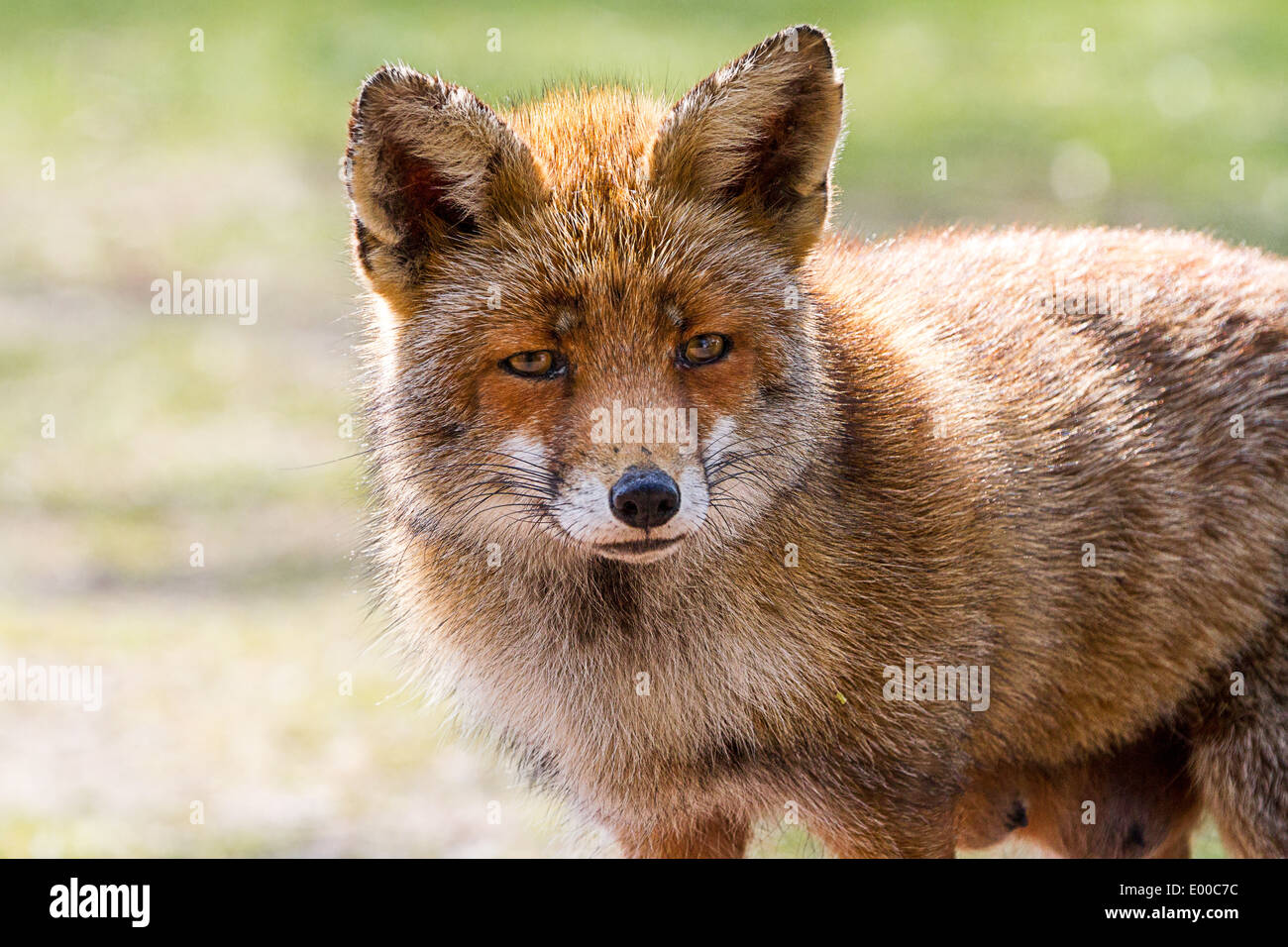 a close up of a fox head with nature background Stock Photo - Alamy