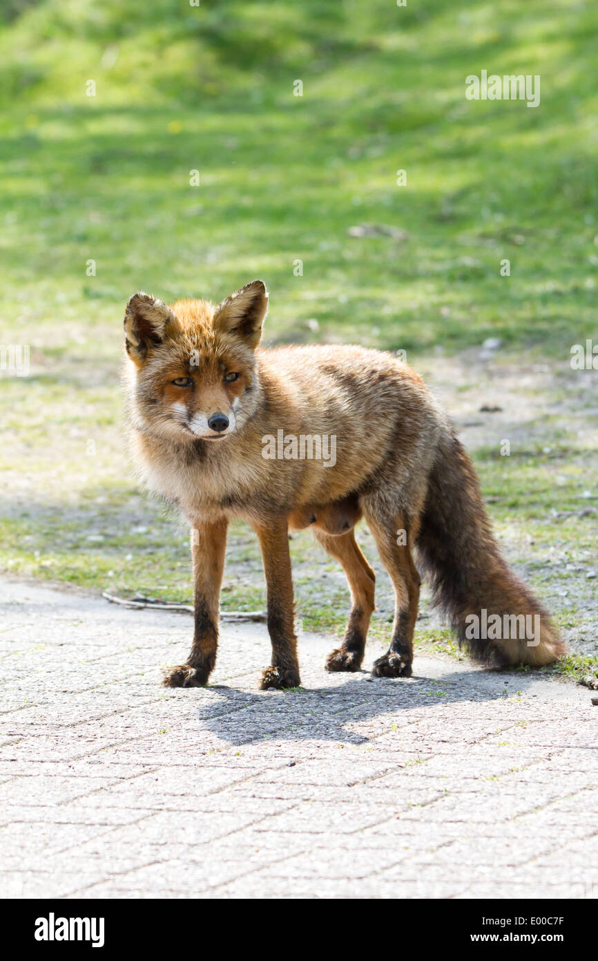 a close up of a fox head with nature background Stock Photo - Alamy
