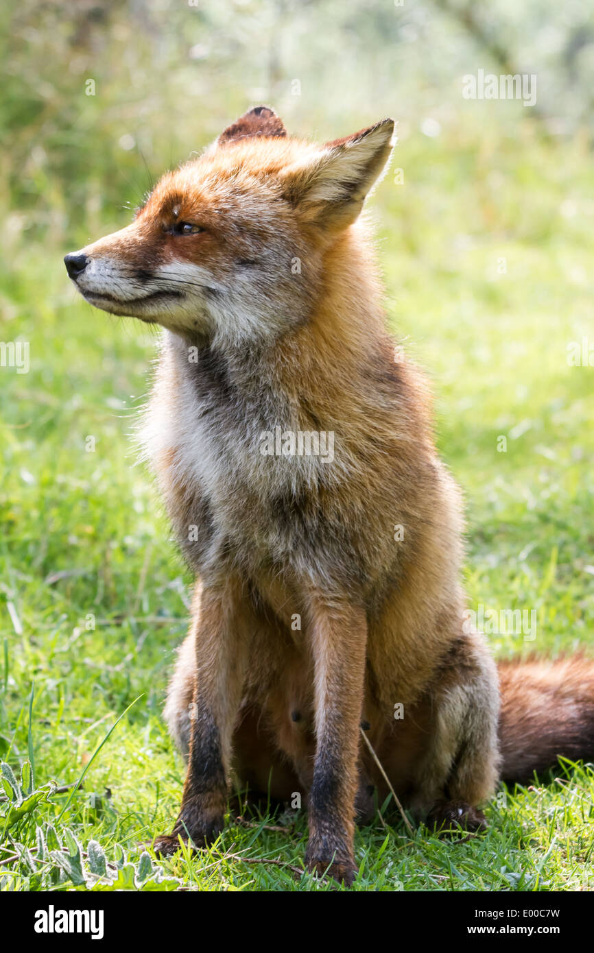 a close up of a fox sitting and look around with nature background ...