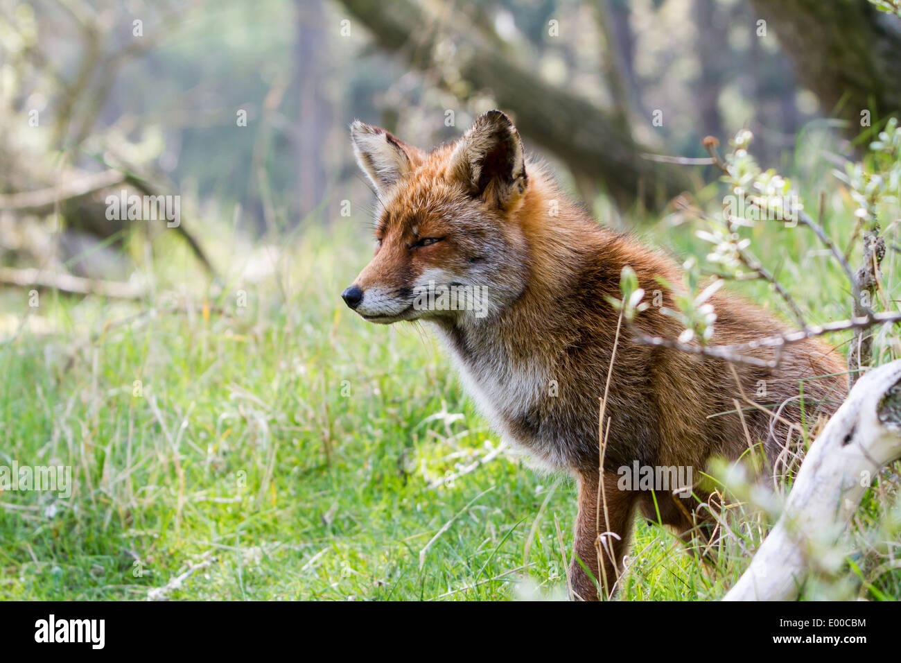 a close up of a fox sitting and look around with nature background ...