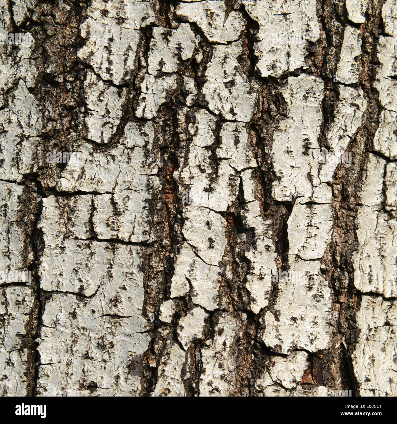 Close up texture of fracture on the tree bark Stock Photo - Alamy