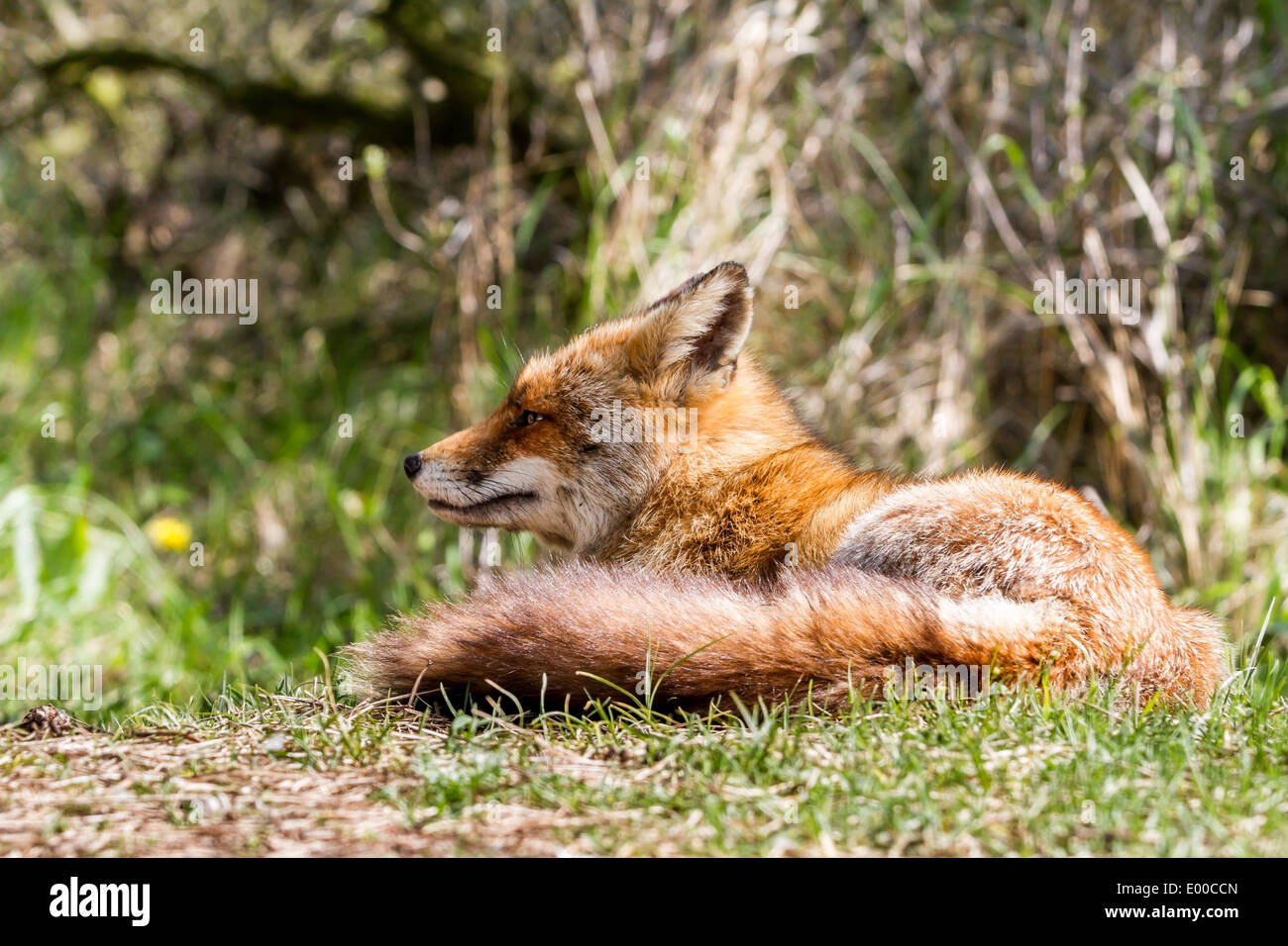 Fox close up head view hi-res stock photography and images - Alamy