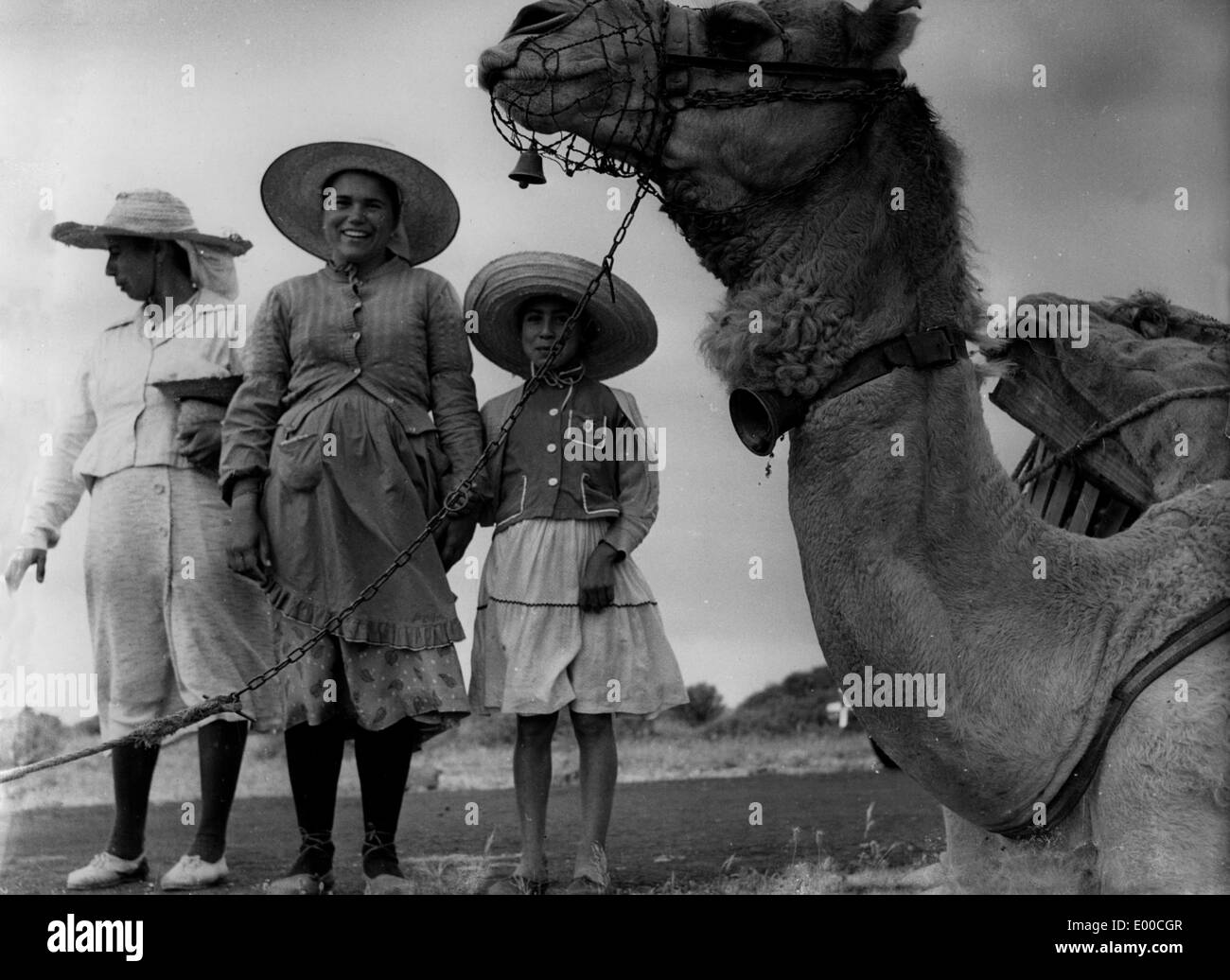 Straw camel Black and White Stock Photos & Images - Alamy