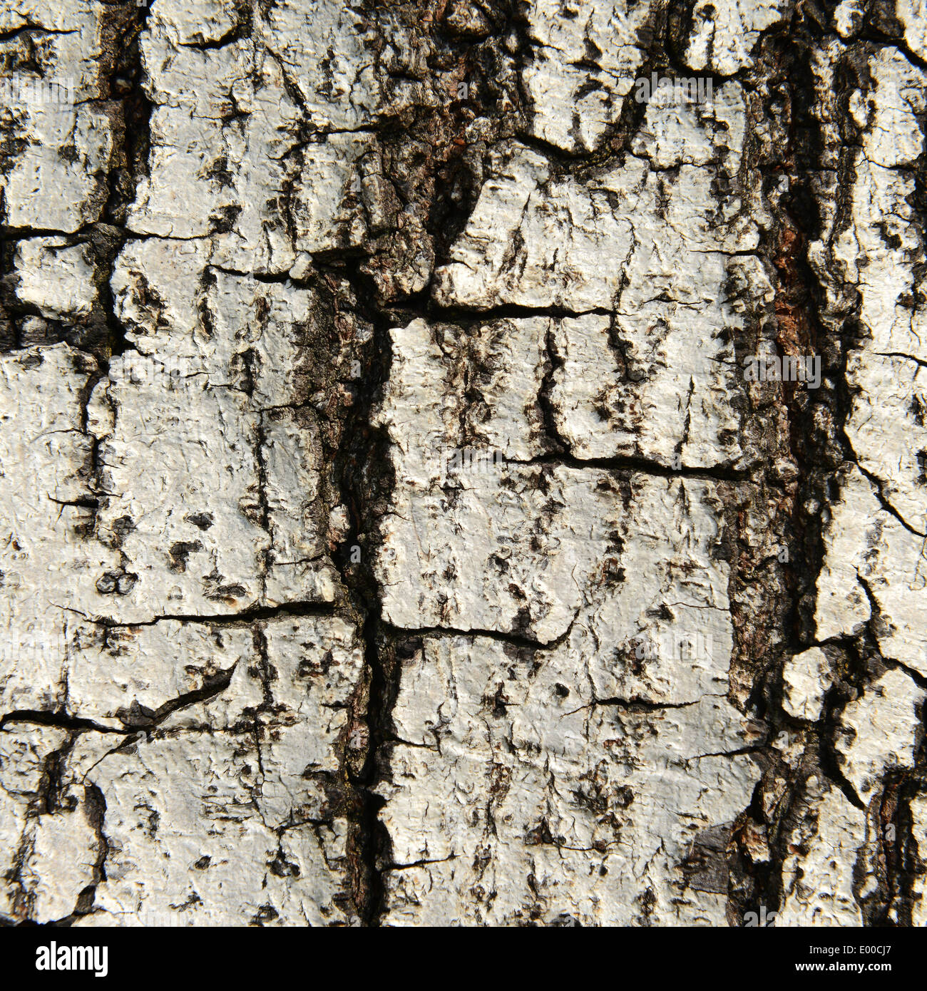 Close up texture of fracture on the tree bark Stock Photo - Alamy