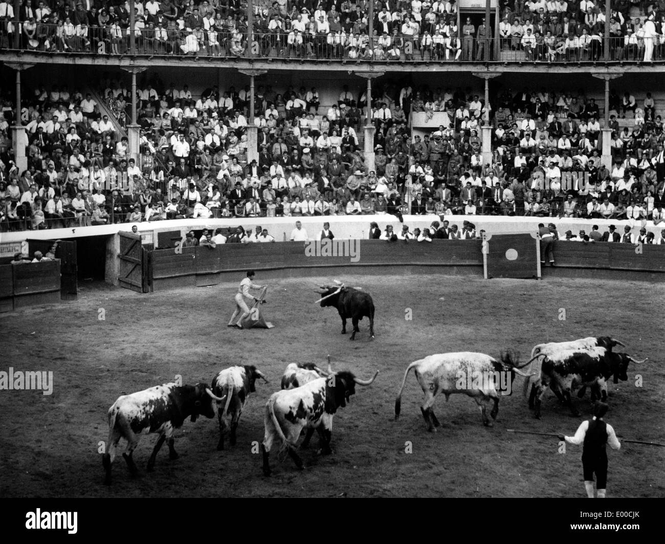 Bullfighting in Spain Stock Photo - Alamy