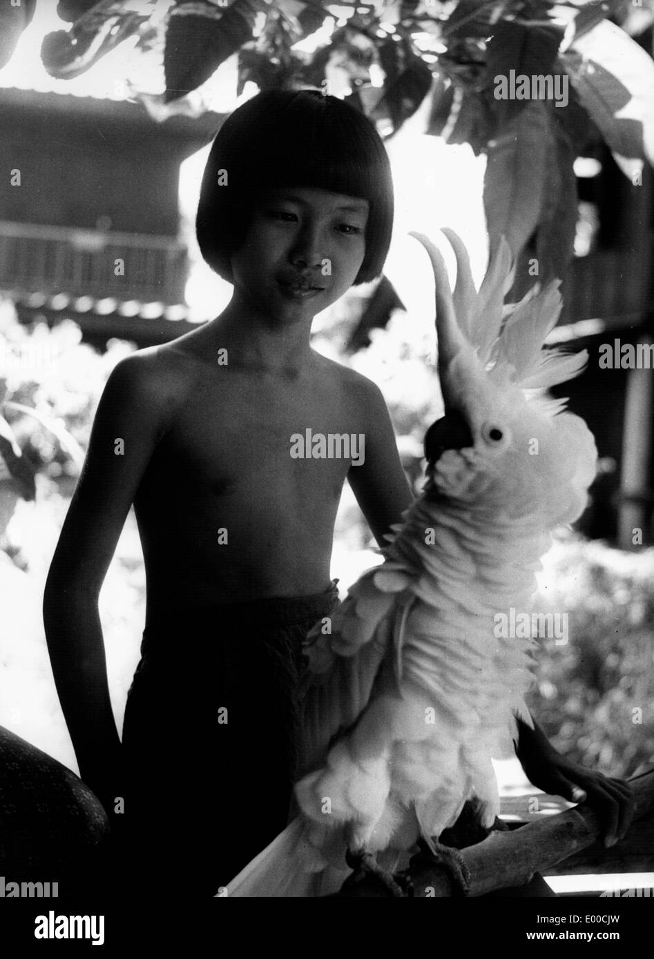 Boy with Cockatoo in Thailand Stock Photo - Alamy