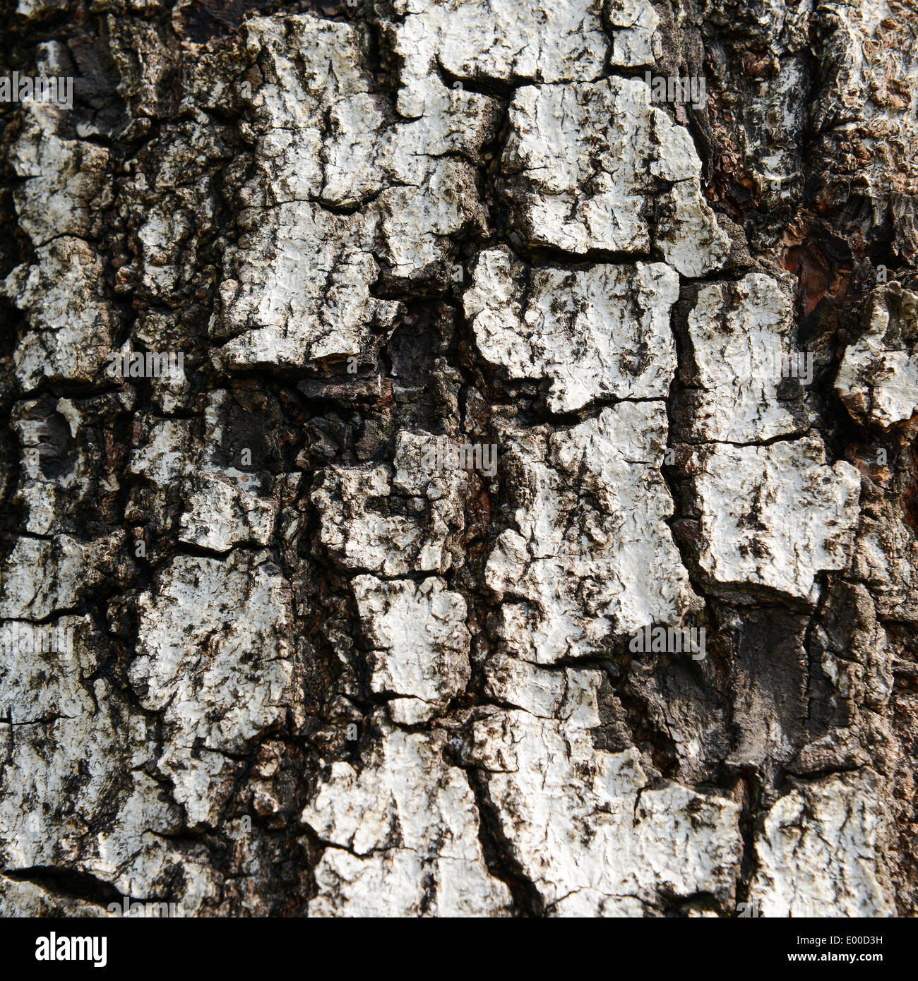Close up texture of fracture on the tree bark Stock Photo - Alamy