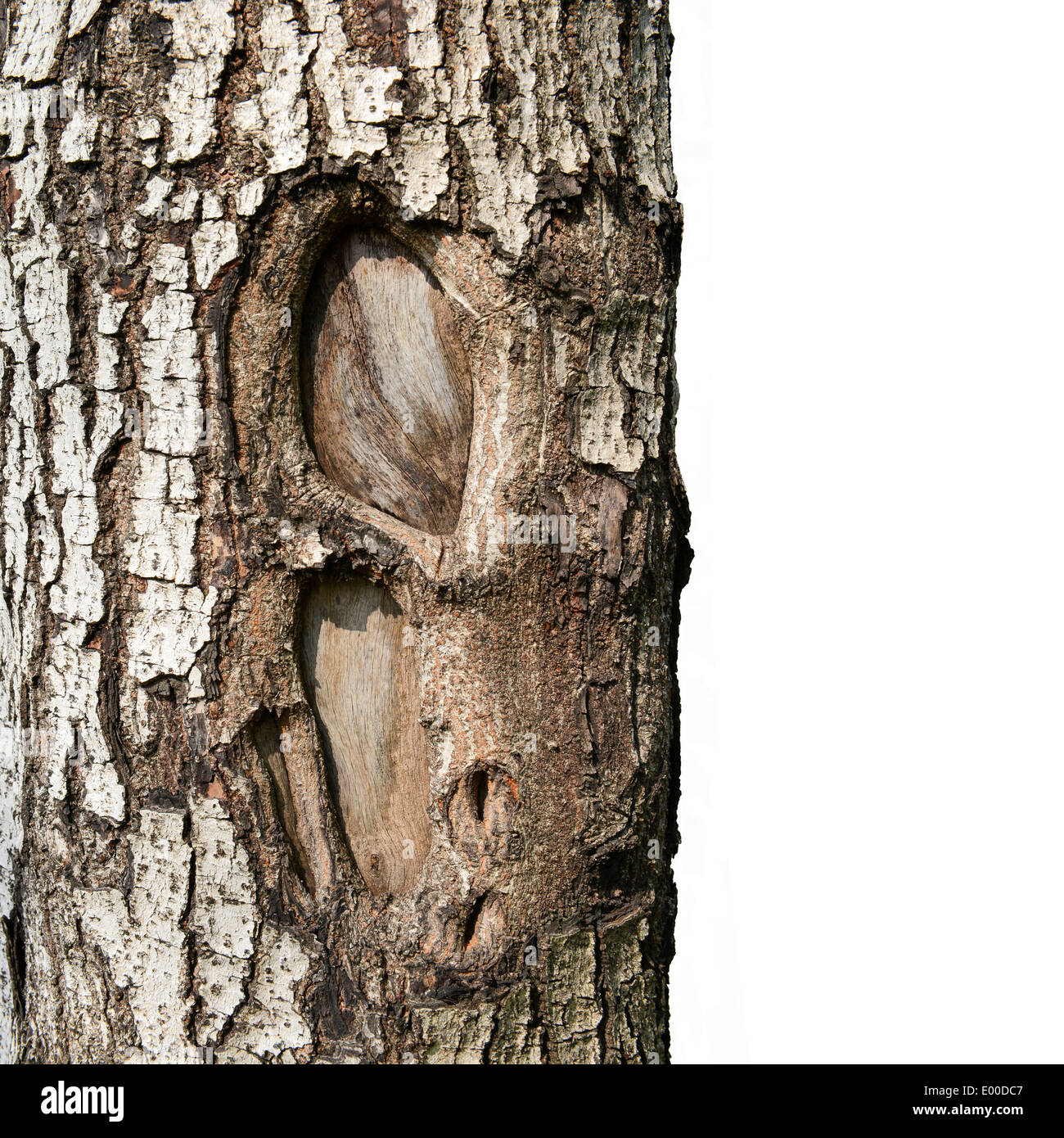 Close up texture of fracture on the tree bark (isolated on a white ...