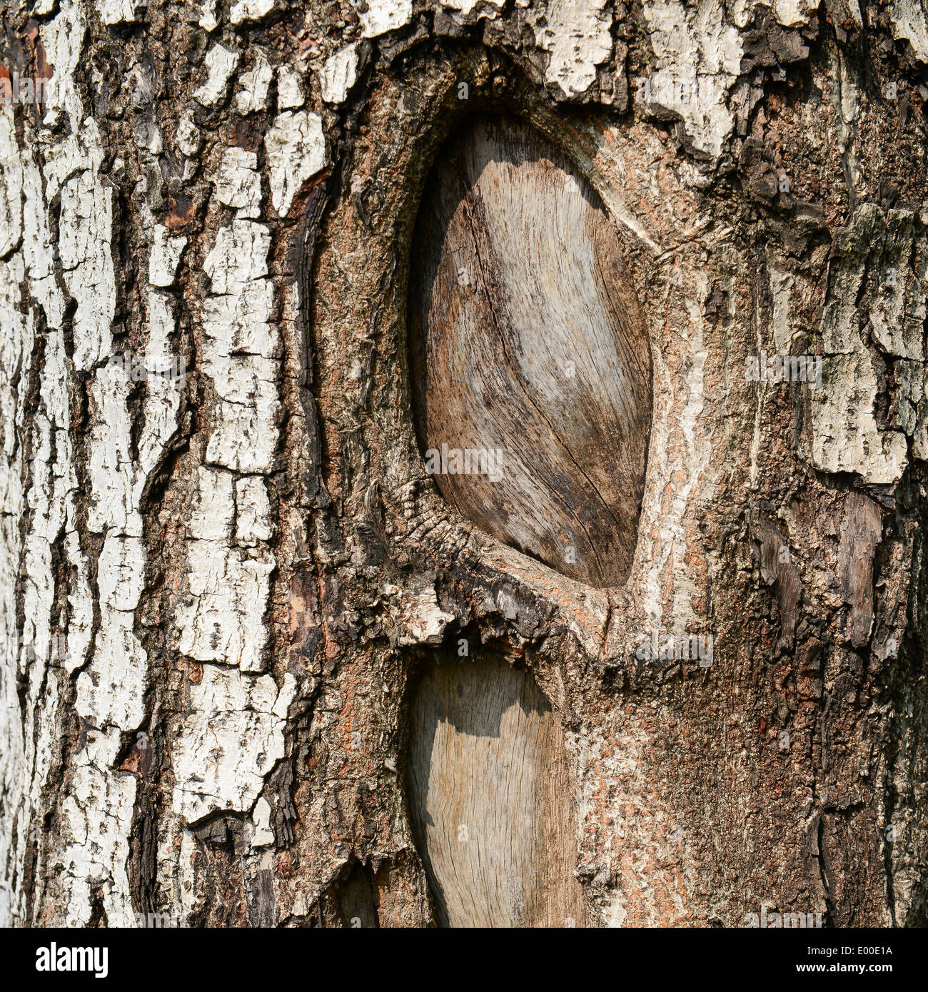 Close up texture of fracture on the tree bark Stock Photo - Alamy