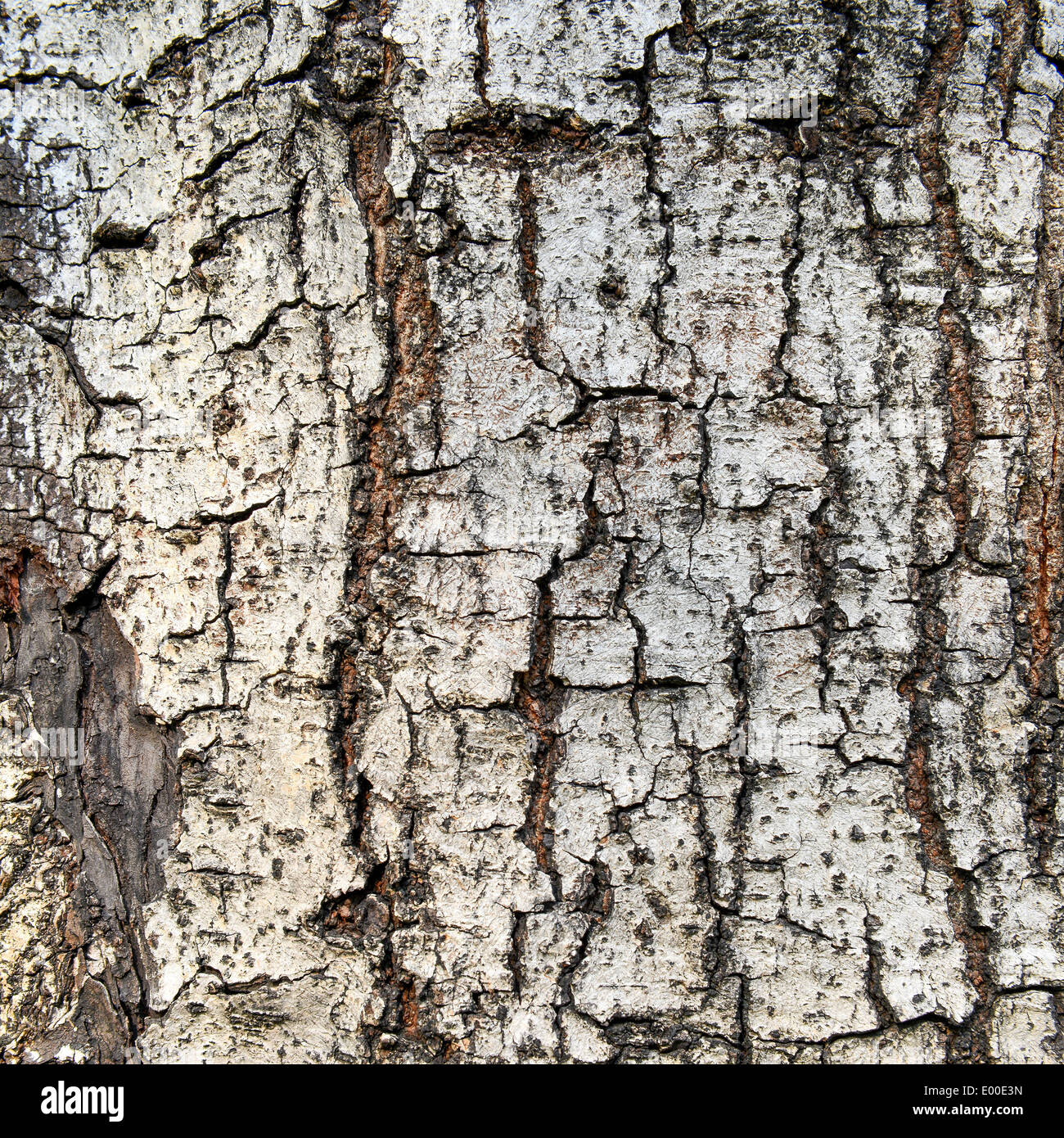 Close up texture of fracture on the tree bark Stock Photo - Alamy