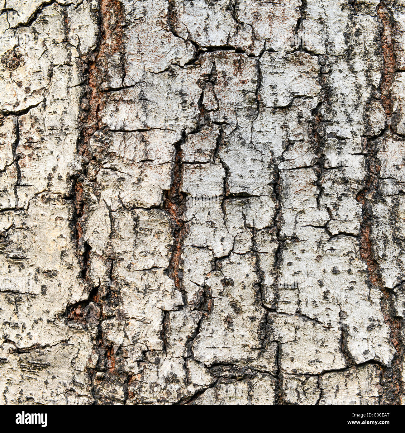 Close up texture of fracture on the tree bark Stock Photo - Alamy