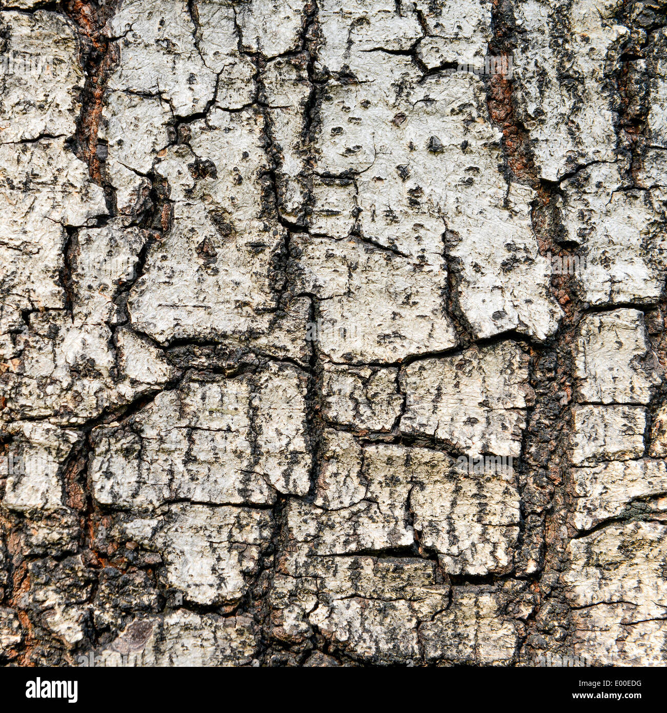Close up texture of fracture on the tree bark Stock Photo - Alamy