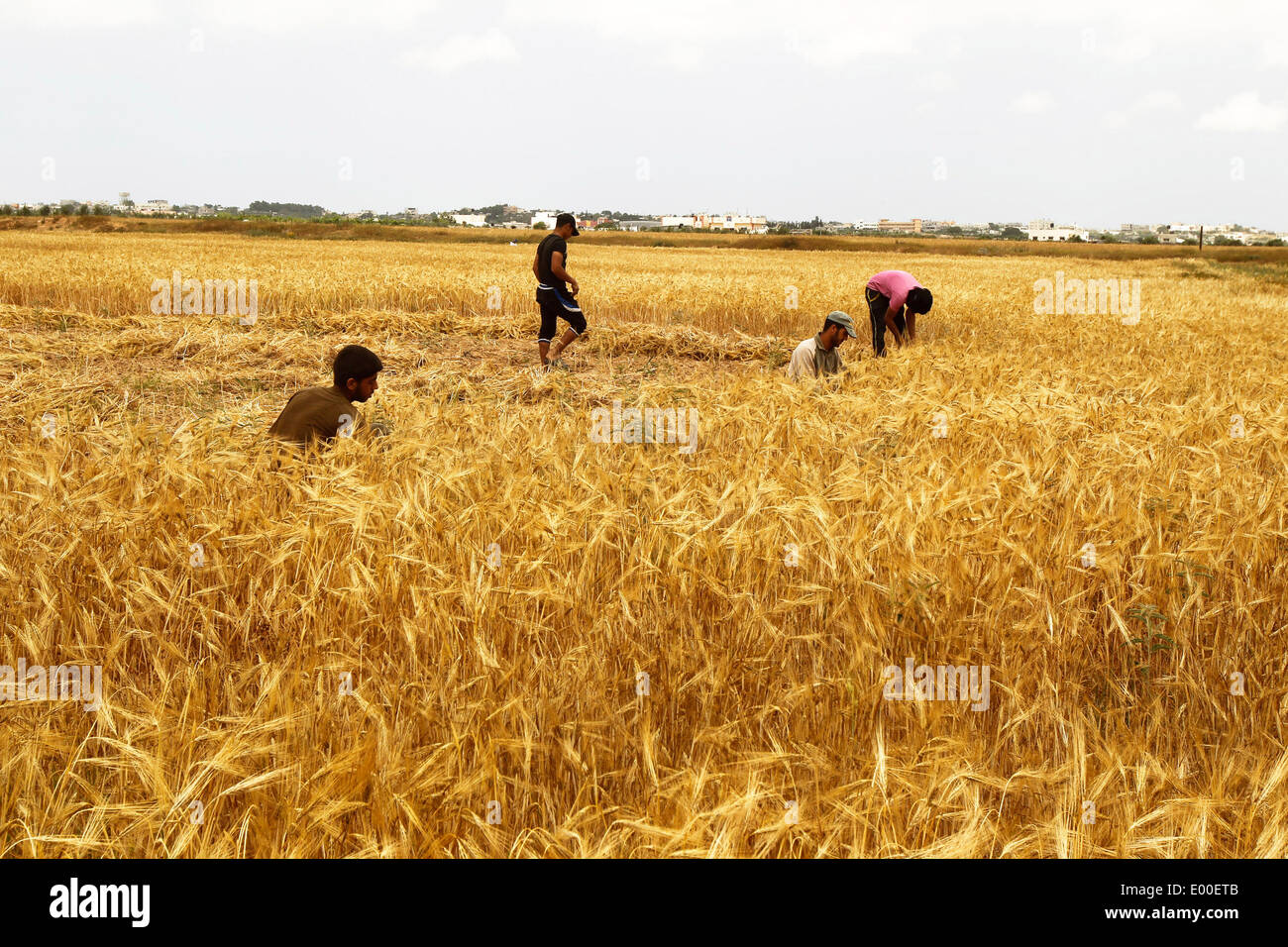 GAZA, PALESTINE - APRIL 28: Palestinian farmers harvest wheat during ...