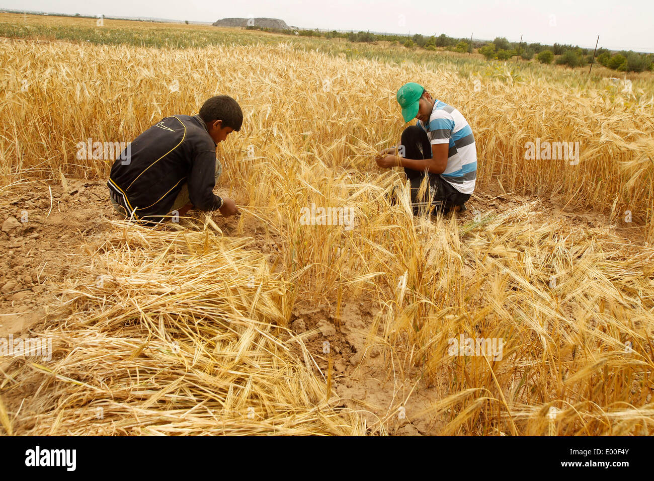 GAZA, PALESTINE - APRIL 28: Palestinian farmers harvest wheat during ...