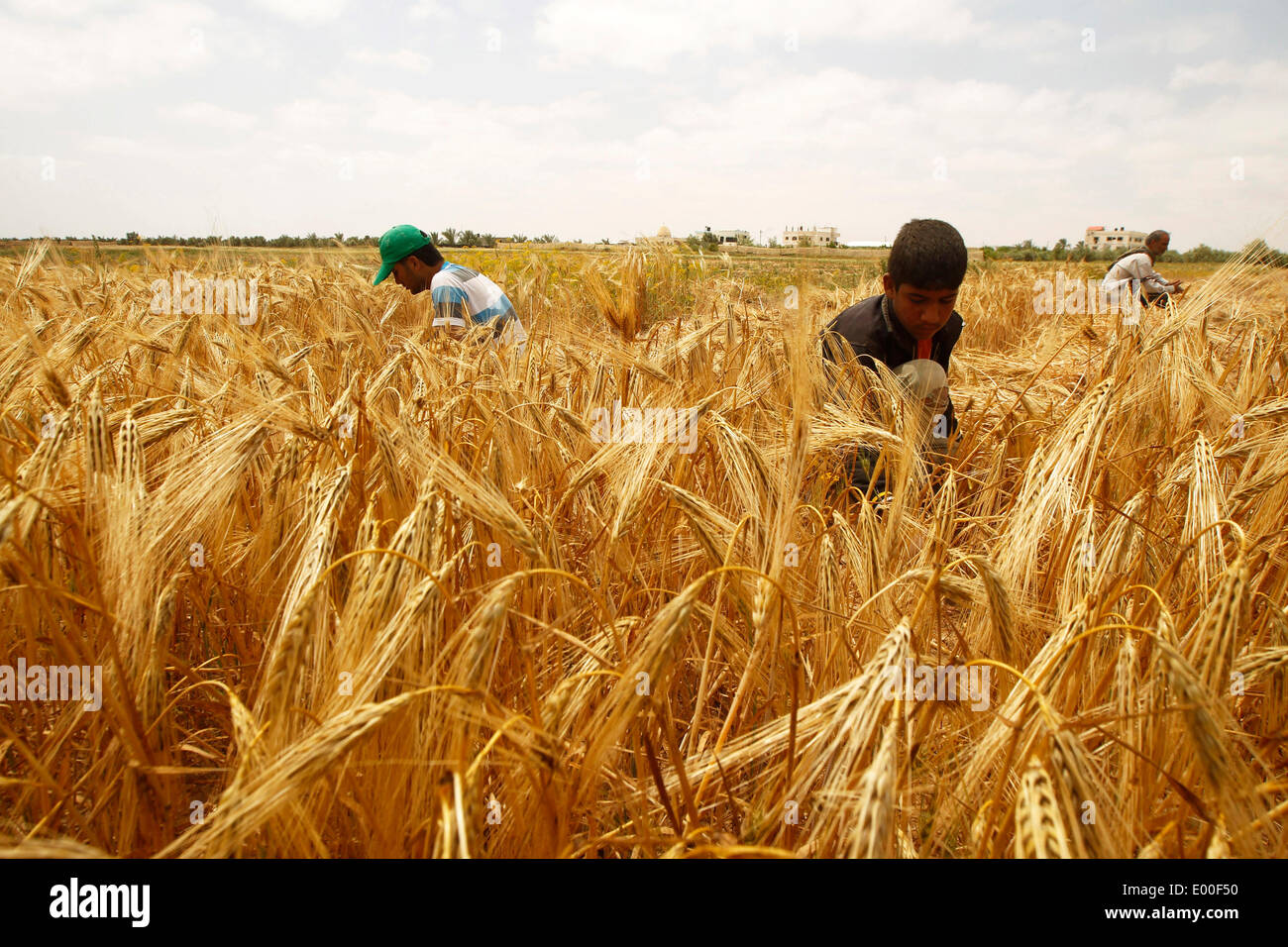 GAZA, PALESTINE - APRIL 28: Palestinian farmers harvest wheat during ...