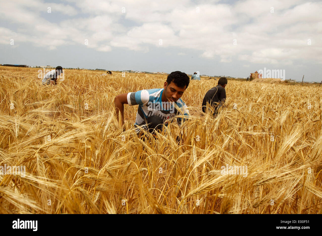 Annual harvest season hi-res stock photography and images - Alamy