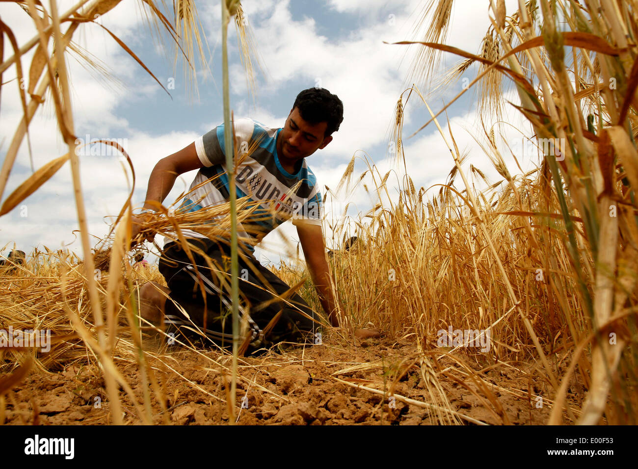 GAZA, PALESTINE - APRIL 28: Palestinian farmers harvest wheat during ...