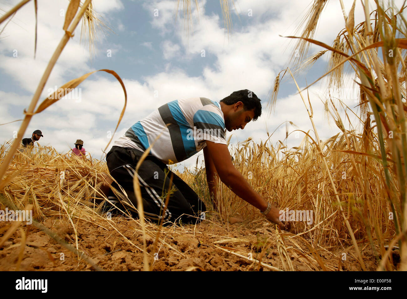 GAZA, PALESTINE - APRIL 28: Palestinian farmers harvest wheat during ...