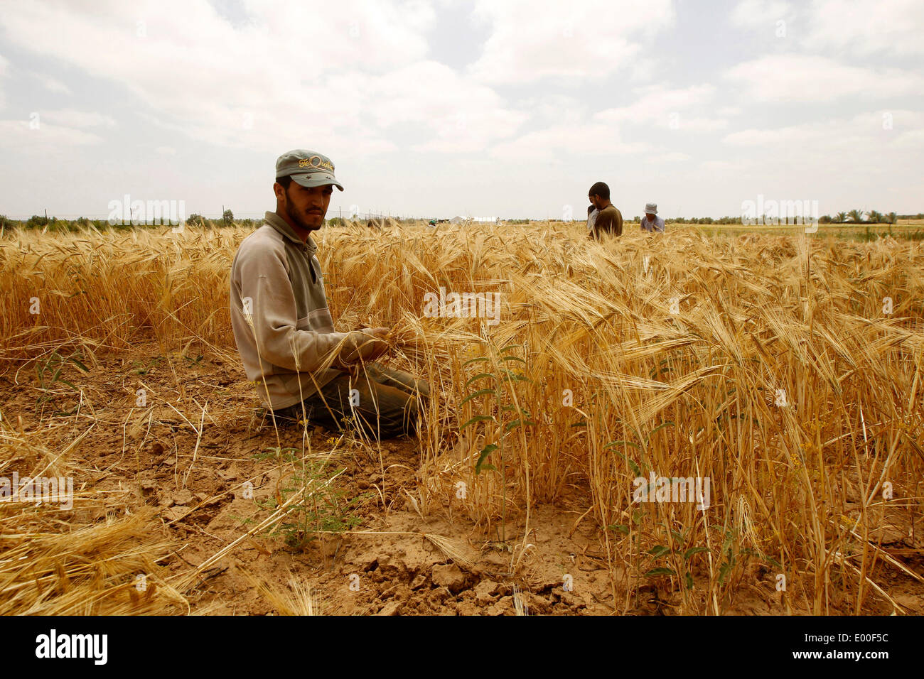 GAZA, PALESTINE - APRIL 28: Palestinian farmers harvest wheat during ...
