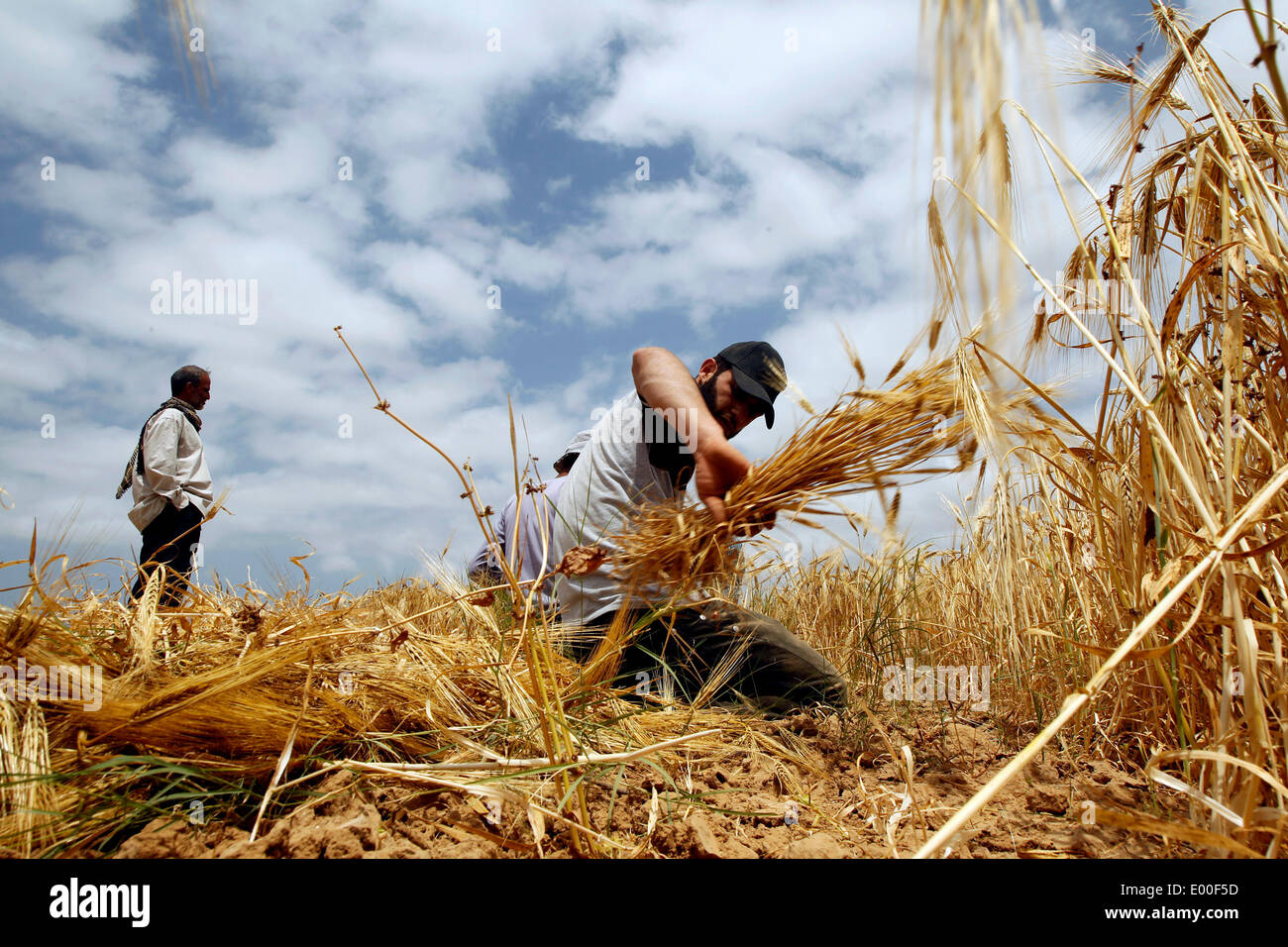Annual harvest season hi-res stock photography and images - Alamy