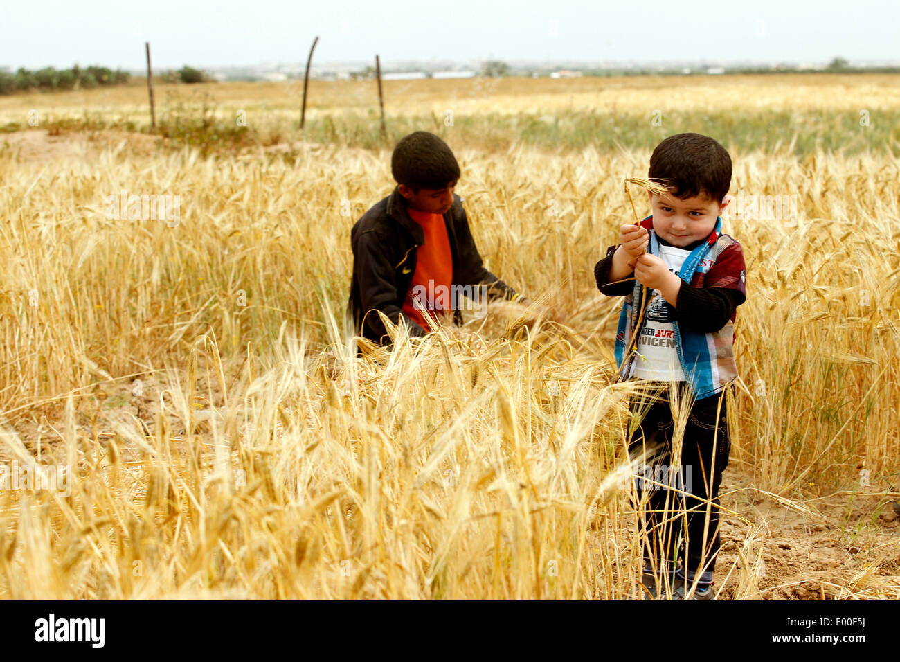 GAZA, PALESTINE - APRIL 28: Palestinian farmers harvest wheat during ...
