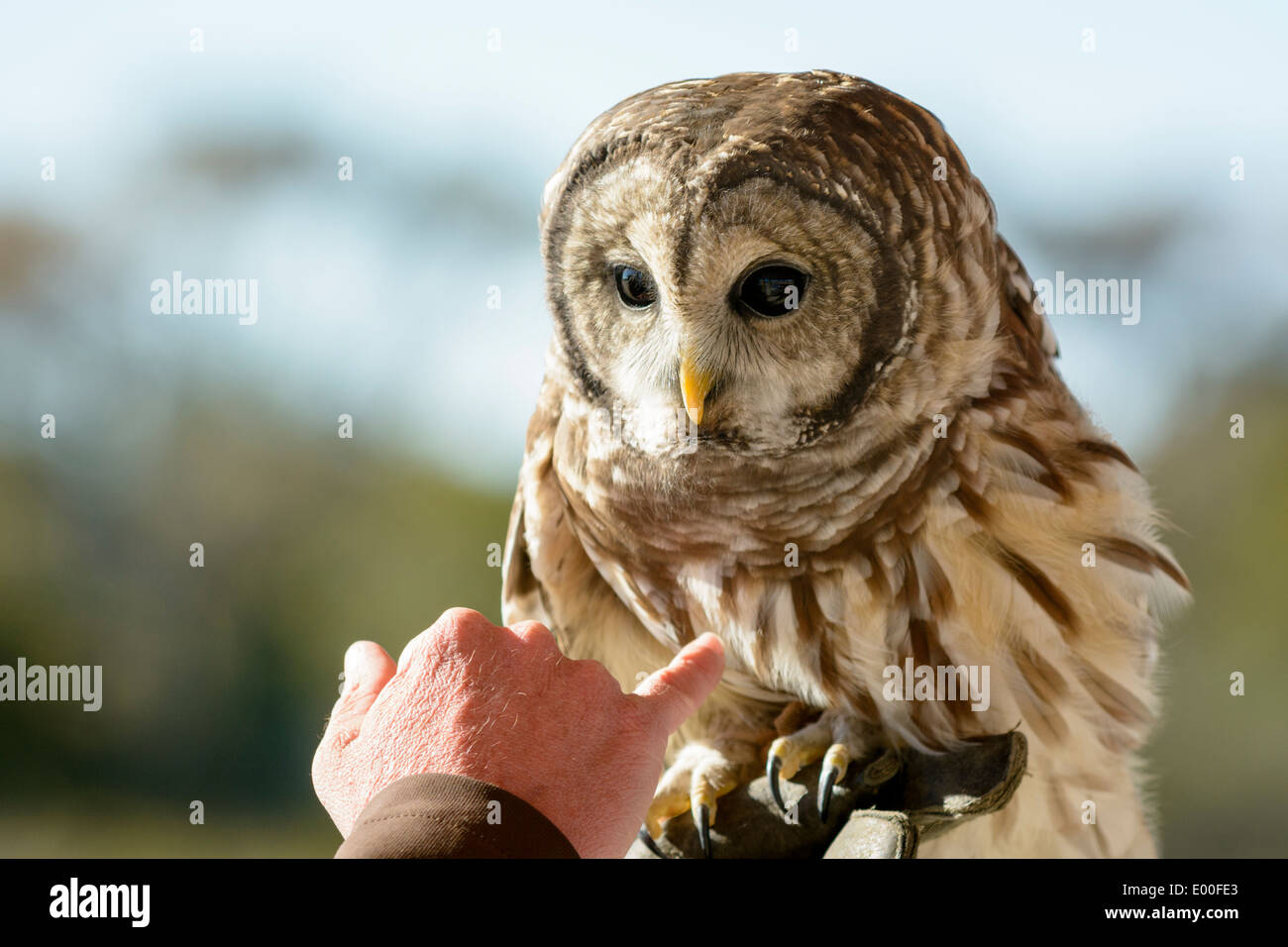 A naturalist shows off a Barred owl at Assateague Island Nation ...
