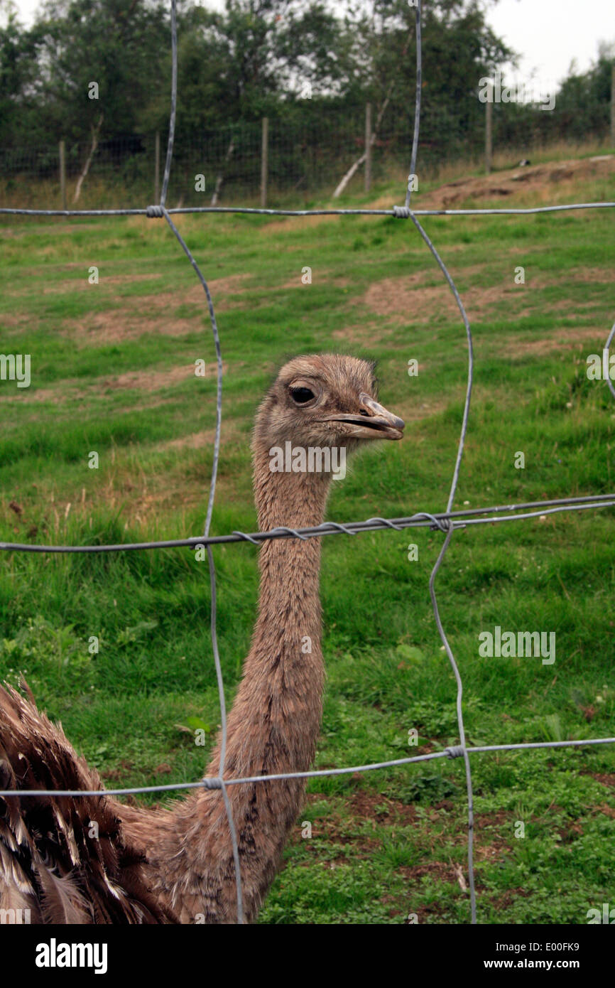 Zoo photograph hi-res stock photography and images - Alamy