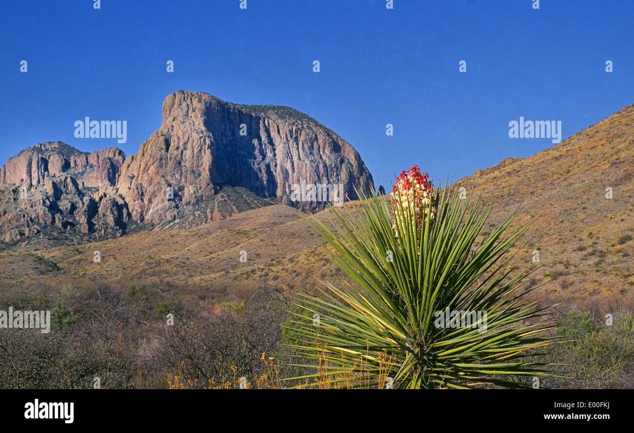 A yucca blooms in the early spring in Big Bend National Park, Texas ...