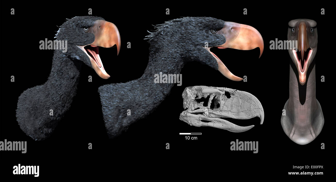 Head reconstruction of Andalgalornis steulleti, a flightless predatory ...