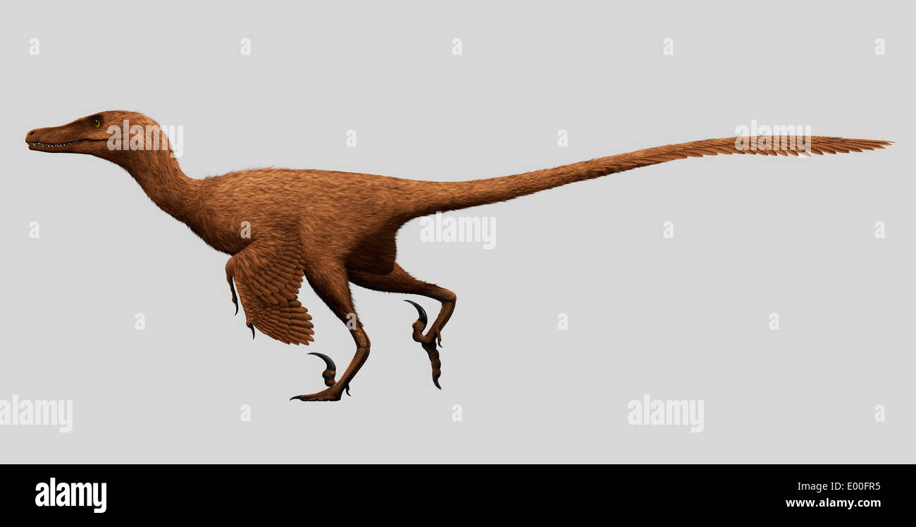 Dromaeosaurid dinosaur hi-res stock photography and images - Alamy