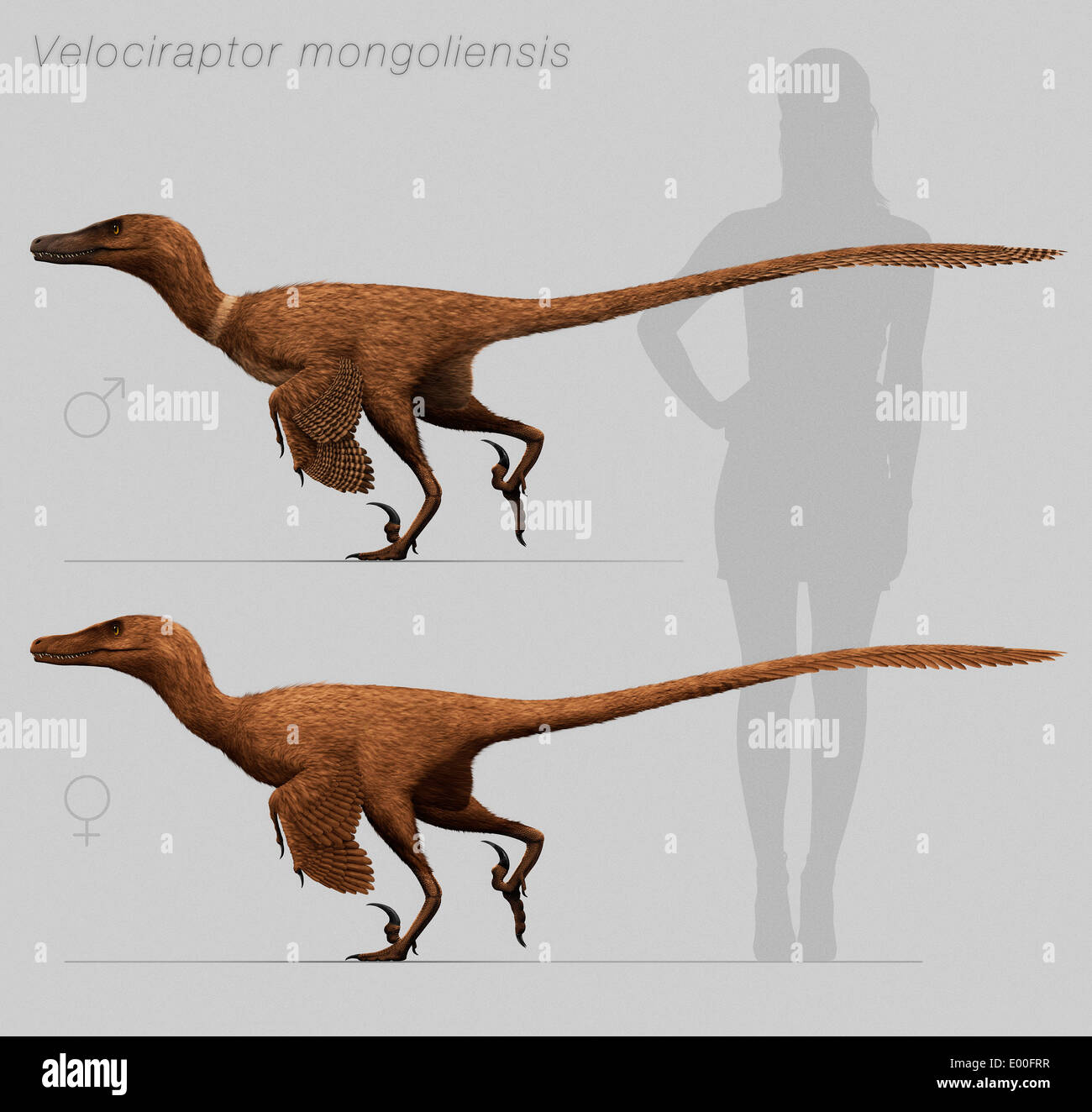 Velociraptor mongoliensis, mid-sized (2m long, 15kg) dromaeosaurid ...