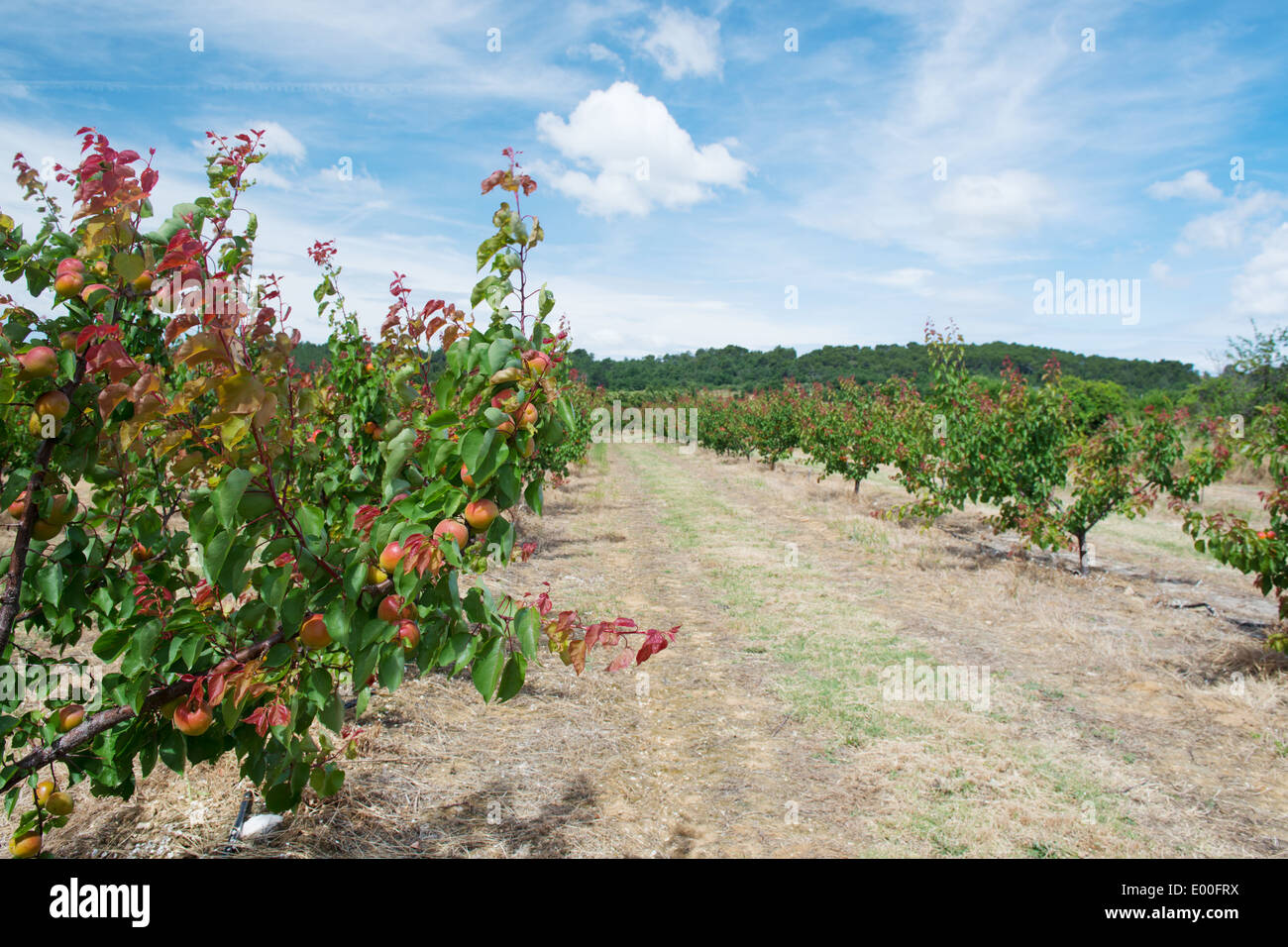 Peach orchard hi-res stock photography and images - Alamy