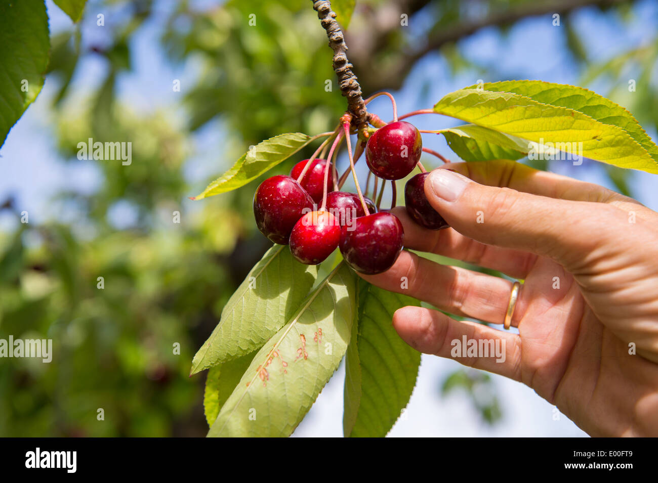 Hand picking cherries from the tree Stock Photo - Alamy
