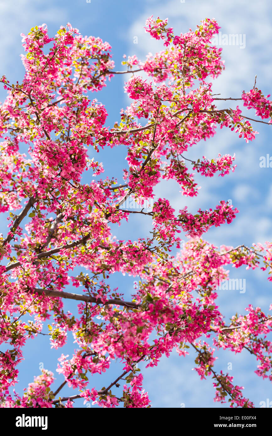 Urban garden at the beginning of Spring Stock Photo - Alamy