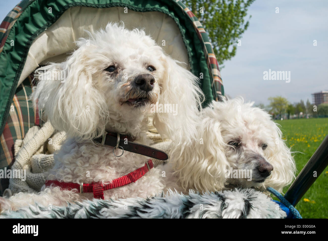 Dogs being walked in pushchair. UK Stock Photo - Alamy