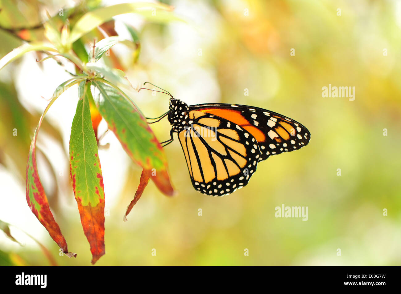 A Monarch Butterfly resting on a leaf Stock Photo - Alamy