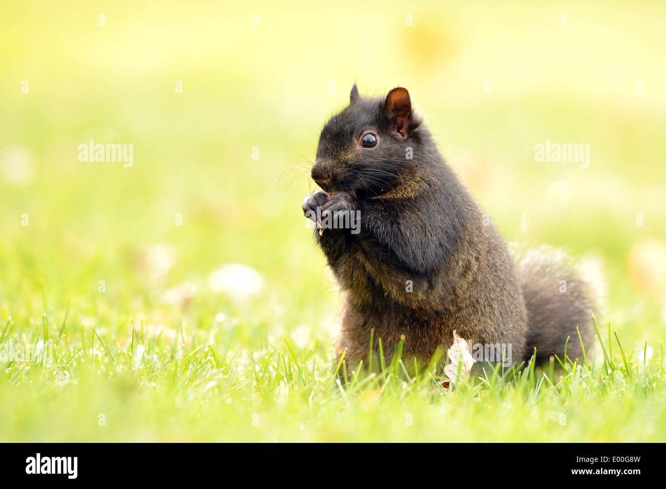 Black squirrel hi-res stock photography and images - Alamy