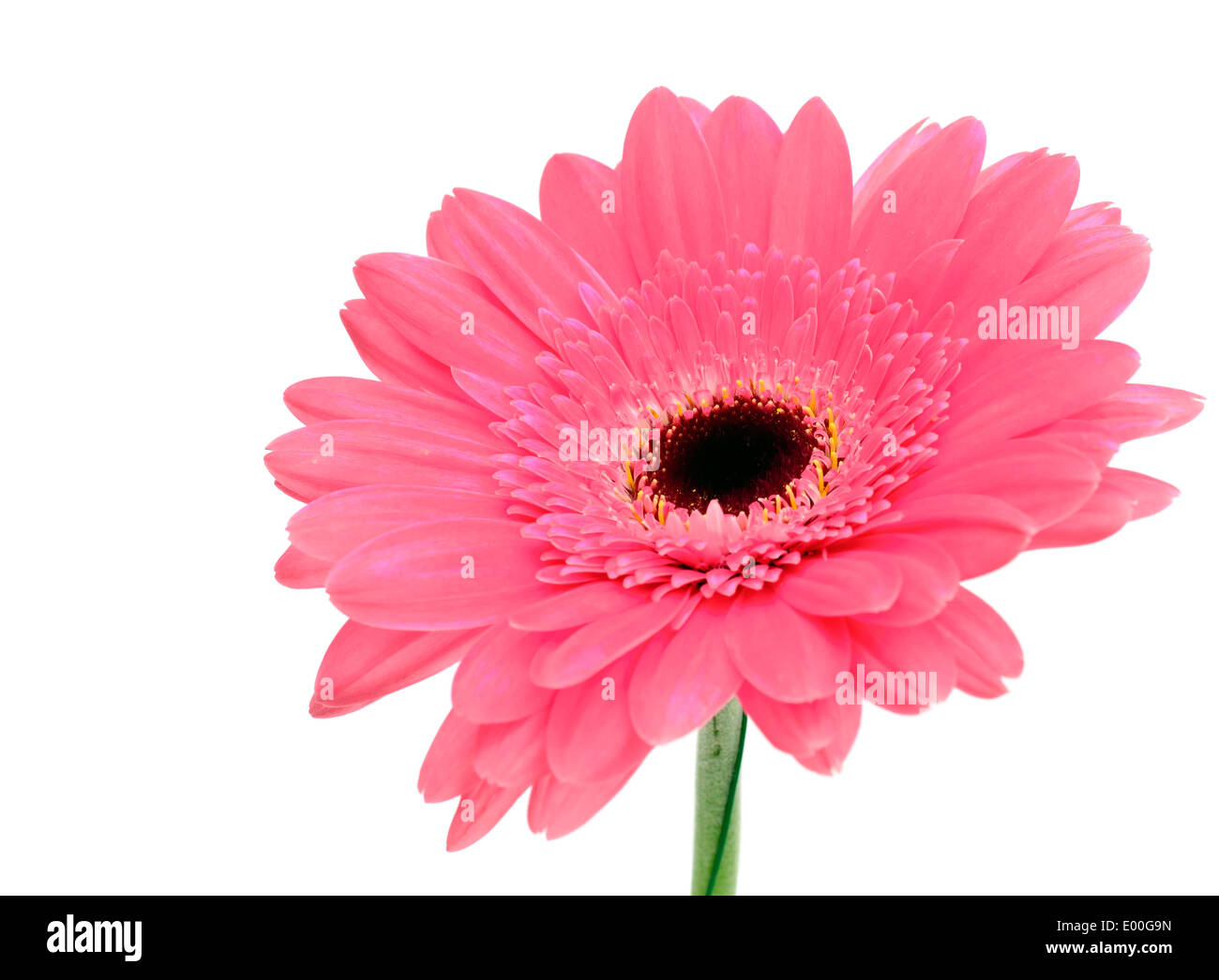 Gerbera Flower Isolated on White Background Stock Photo - Alamy