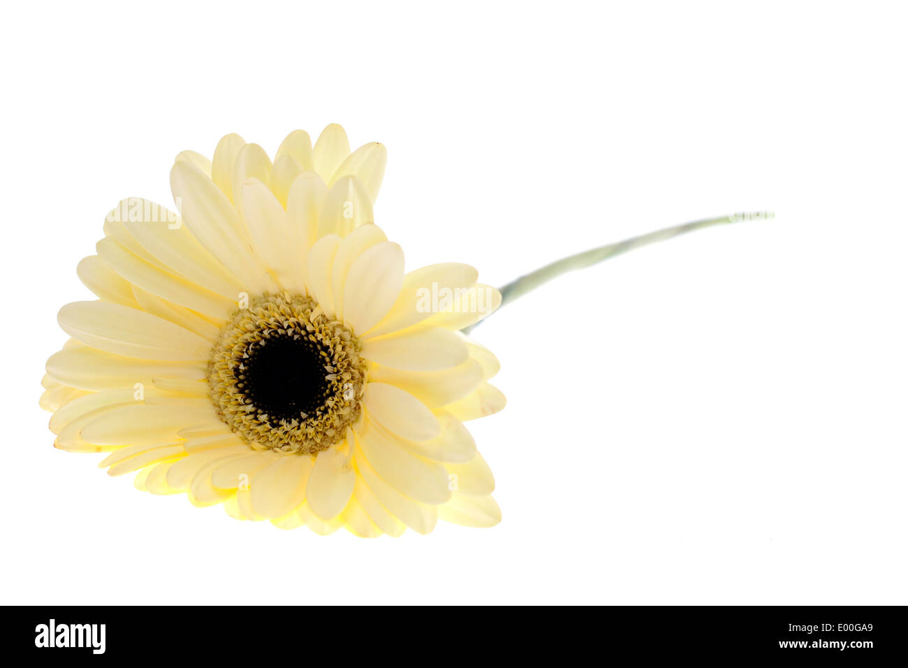 Gerbera Flower Isolated on White Background Stock Photo - Alamy
