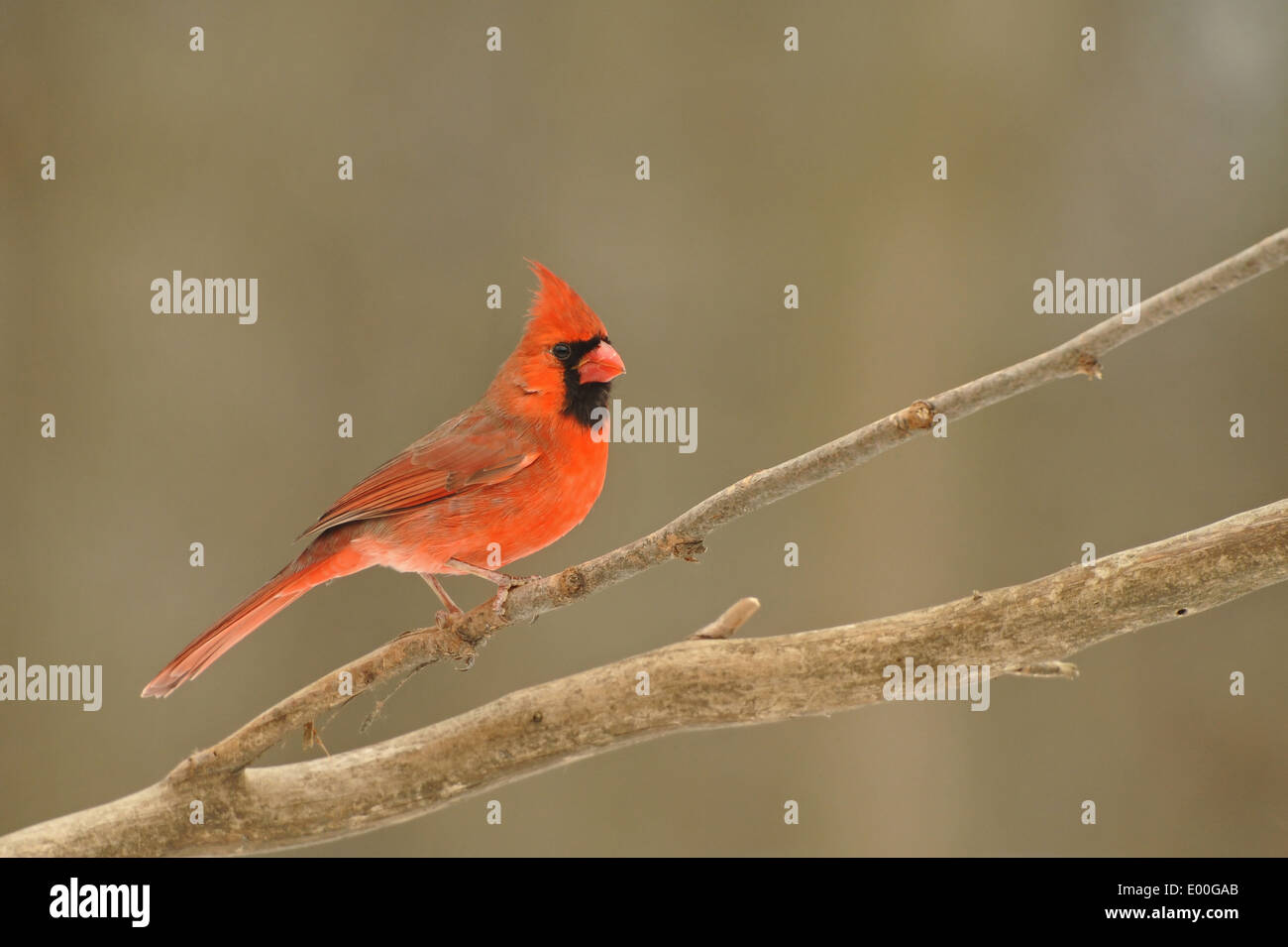 Portrait of a male Northern Cardinal perched on a branch Stock Photo ...
