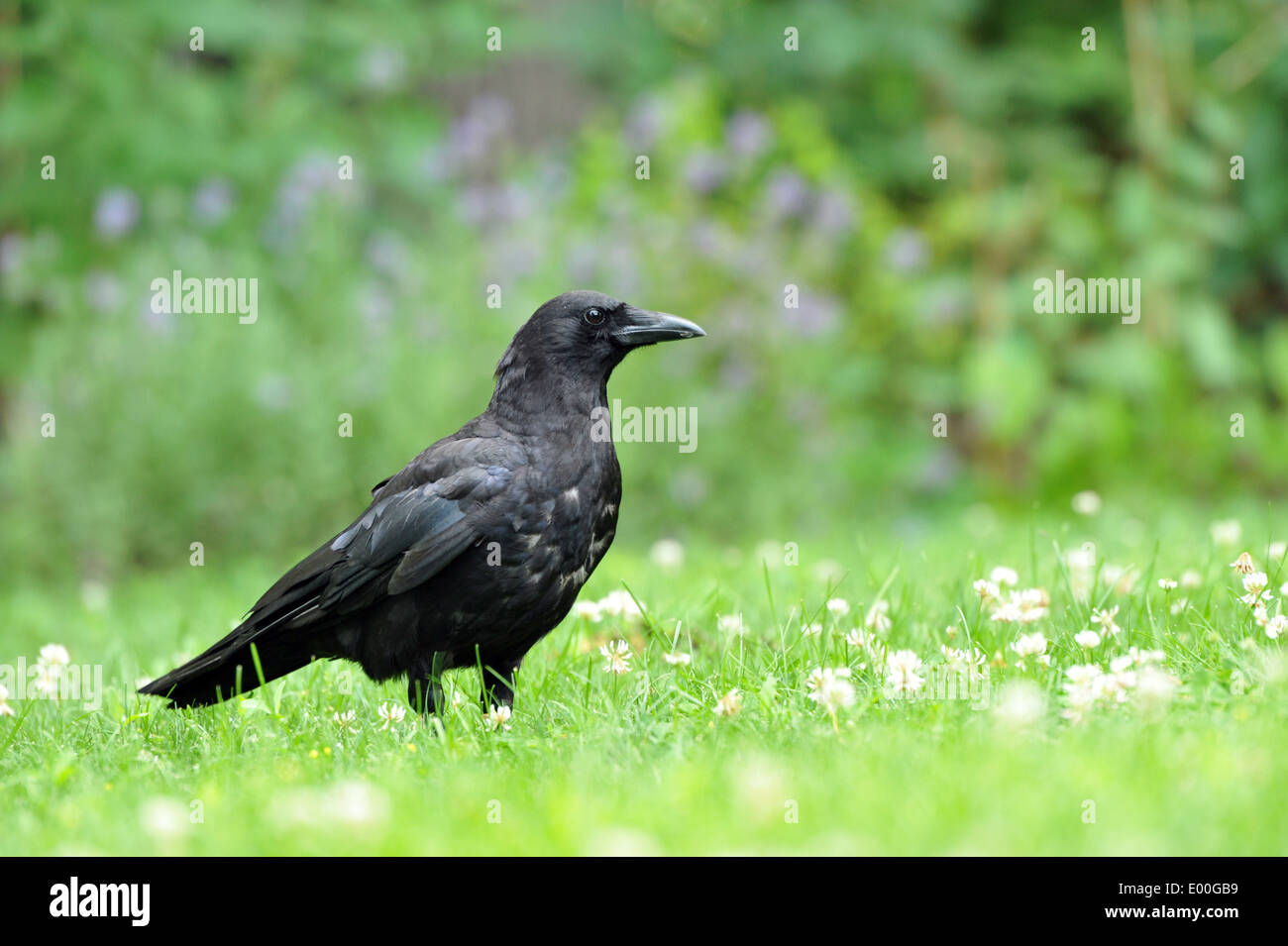 Raven black hi-res stock photography and images - Alamy