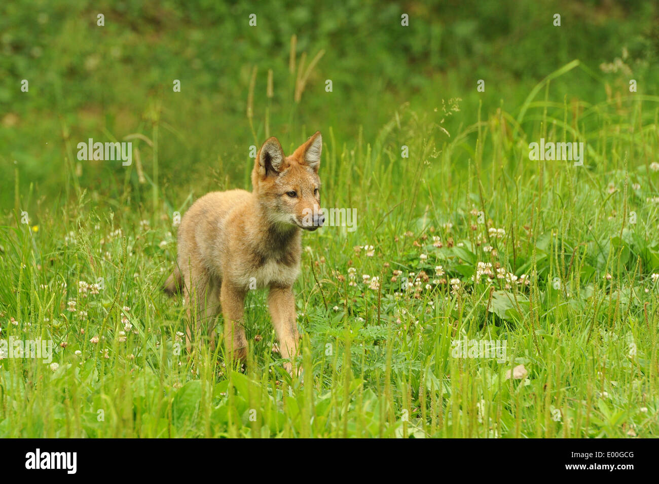 Young coyote hi-res stock photography and images - Alamy
