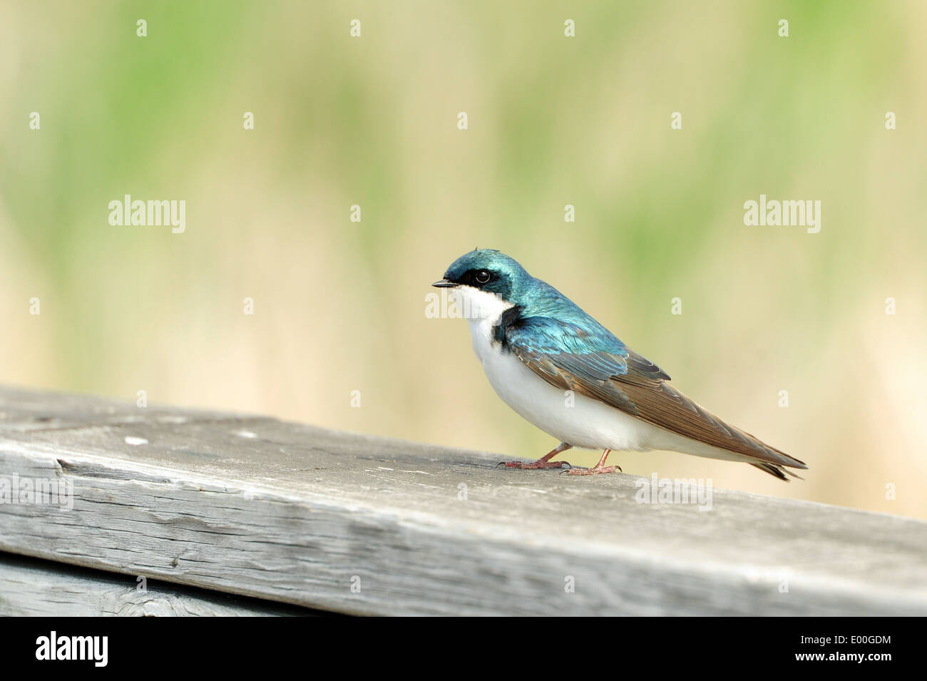 Iridescent adult tree swallow hi-res stock photography and images - Alamy