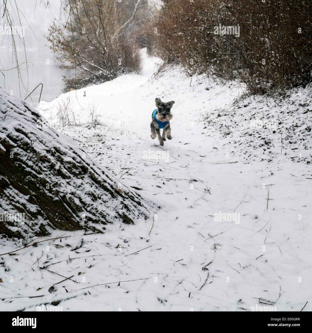 Schnauzer dog winter hi-res stock photography and images - Alamy