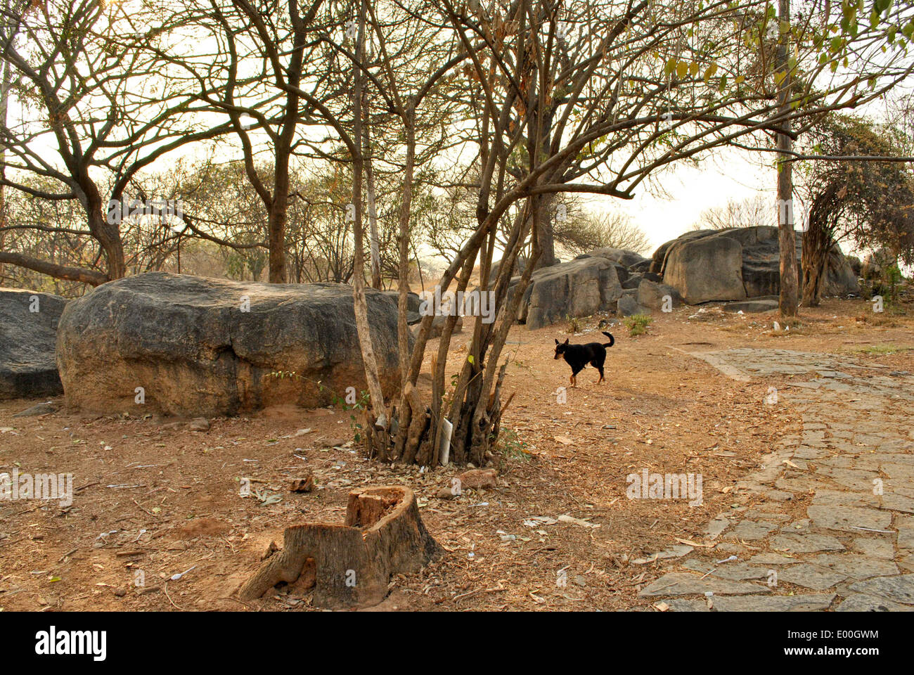 The Dog and the rocks Stock Photo - Alamy